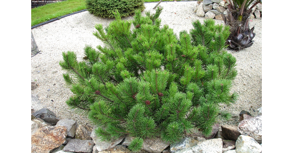 Törpefenyő havasi - Pinus mugo 'Pumilio' 30/40cm K5l - Borhy Kertészet