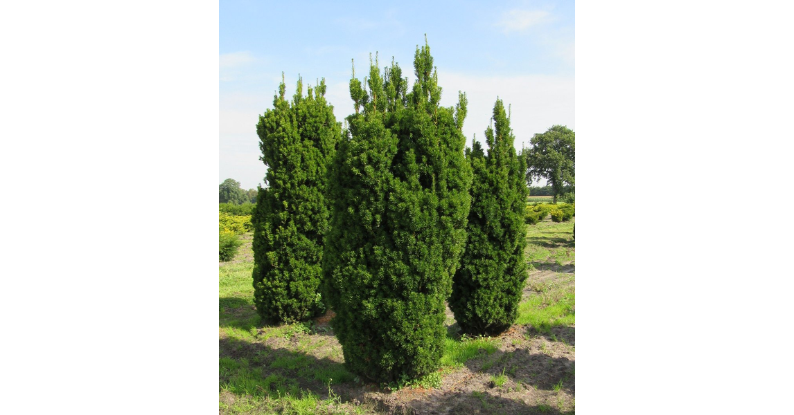 Tiszafa oszlopos - Taxus media 'Stricta Viridis' 80/100cm FL - Borhy ...