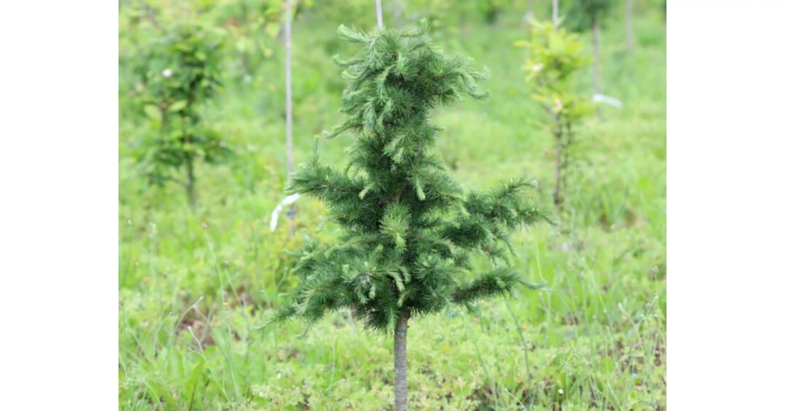 Vörösfenyő japán kék - Larix kaempferi 'Blue Rabbit' 100/125cm FL ...