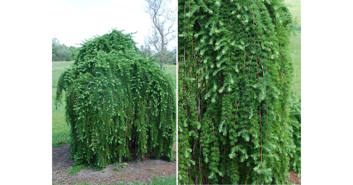 Vörösfenyő japán törzses csüngő - Larix kaempferi 'Pendula' 125/150cm ...