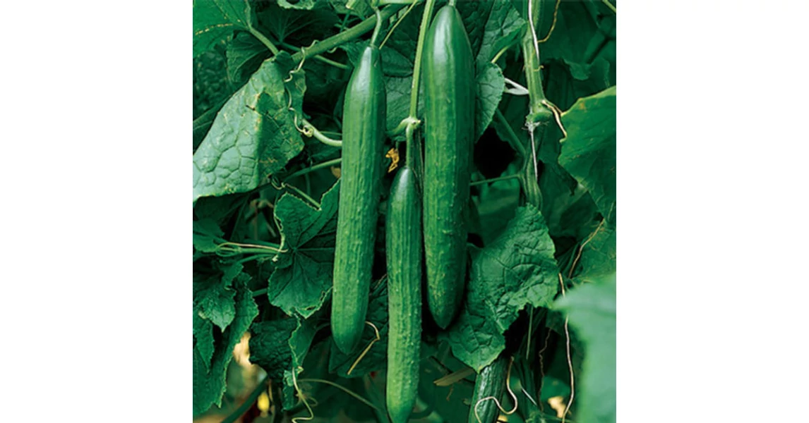 Uborka kígyó palánta - Cucumis sativus 'Saturn' K12cm - Borhy Kertészet
