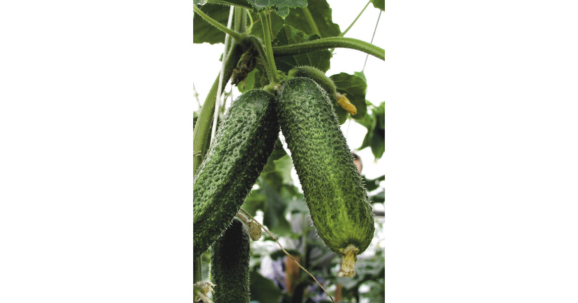 Uborka fürtös palánta - Cucumis sativus K12cm - Borhy Kertészet