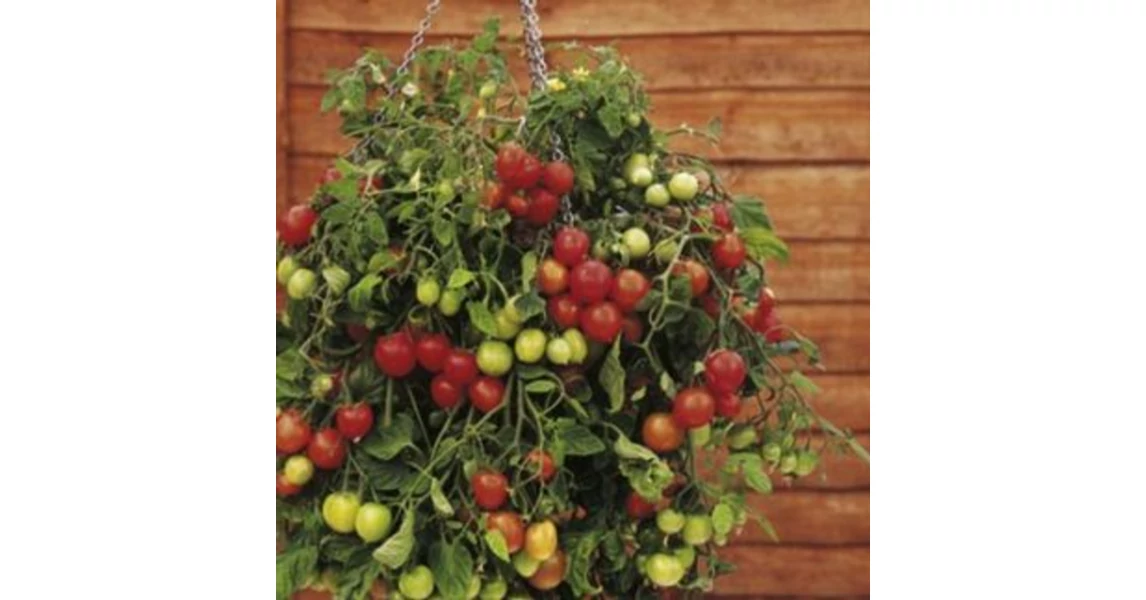 Paradicsom futó csüngő palánta - Lycopersicon 'Tumbling Tom Red' K12cm ...