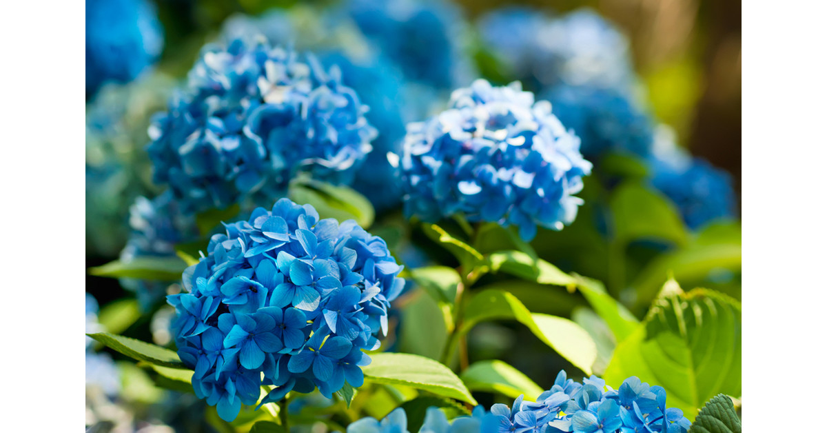 Díszcserjék - Photinia fraseri 'Crunchy'