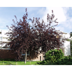 Prunus virginiana 'Schubert' - Ahol a virágokat és a vásárlókat is ...