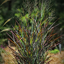 Panicum virgatum 'Hot Rod' - Borhy Kertészet