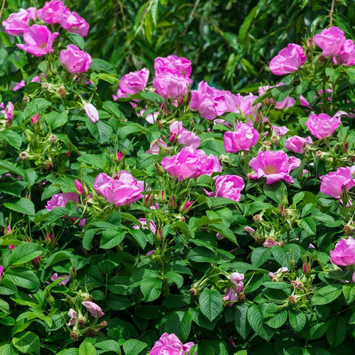 Rózsa japán - Rosa rugosa 20/30cm K3l - Borhy Kertészet