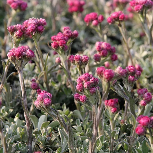 Macskatalp parlagi bordó virágú ezüstös lombú - Antennaria dioica 'Alex ...