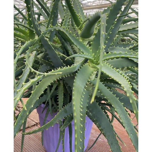 Aloé fásodó - Aloe arborescens 10/20cm K14cm - Borhy Kertészet