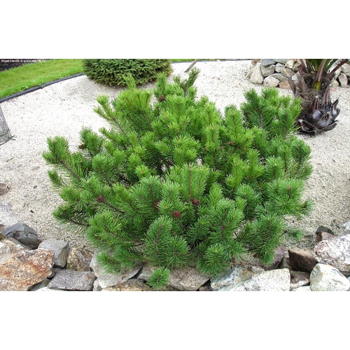 Törpefenyő havasi - Pinus mugo 'Pumilio' 10/20cm K2l - Borhy Kertészet